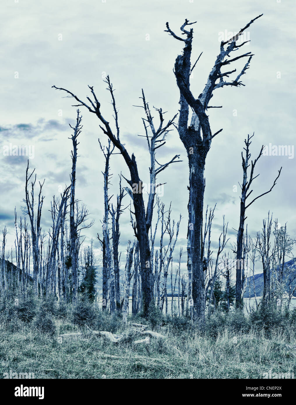 Spooky forest with dry trees Stock Photo - Alamy