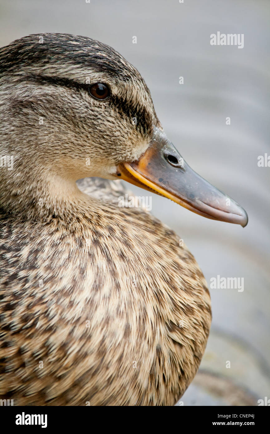 Duck smile hi-res stock photography and images - Alamy