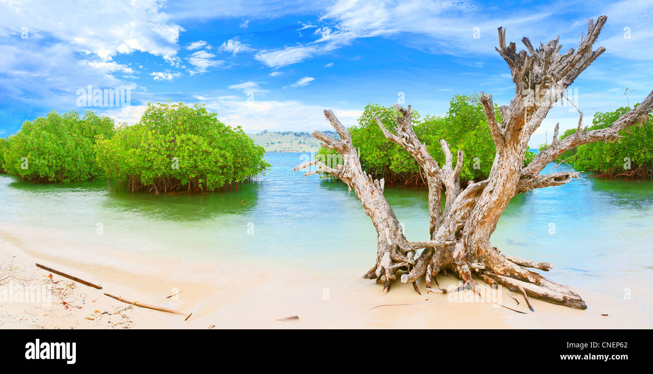 Foreground tropical foliage hi-res stock photography and images - Alamy
