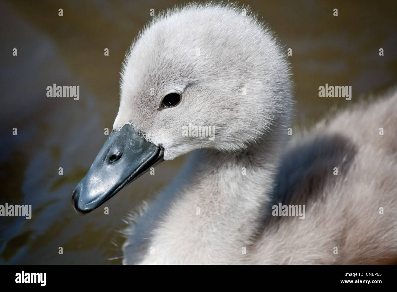 Cygnet park hi-res stock photography and images - Alamy