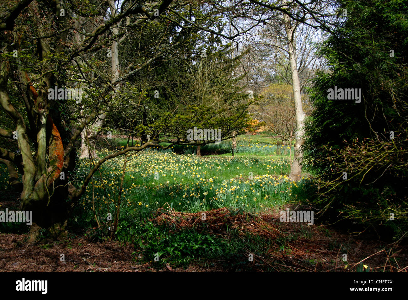 Springtime at Batsford Arboretum Gloucestershire Stock Photo - Alamy