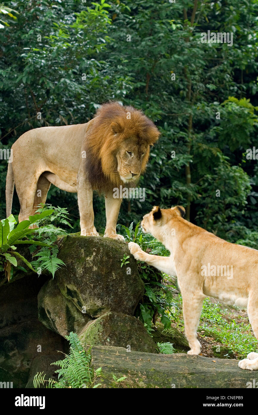 Male and female lion hi-res stock photography and images - Alamy