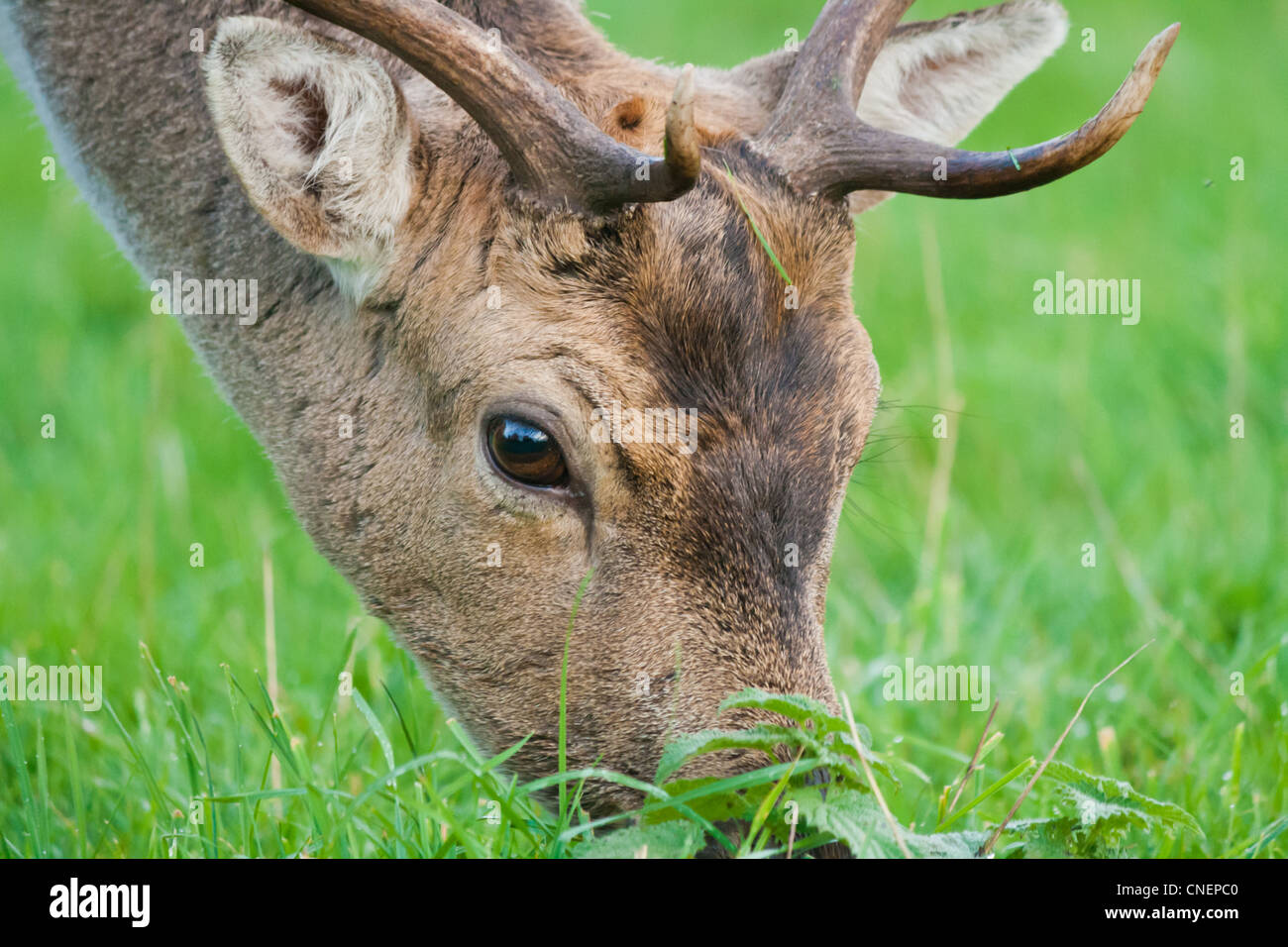 Deer eating grass hi-res stock photography and images - Alamy