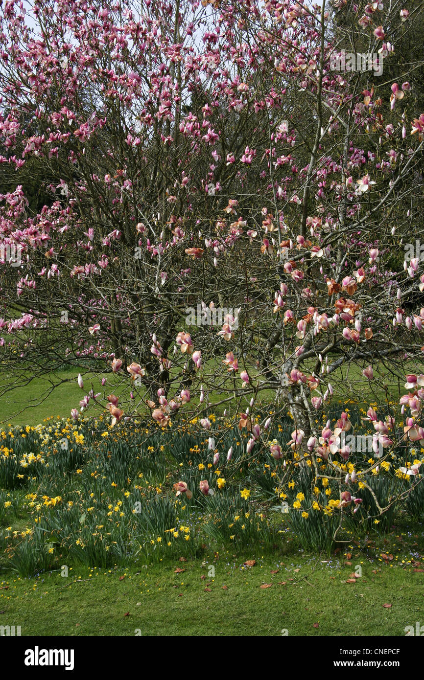 Springtime at Batsford Arboretum Gloucestershire Stock Photo - Alamy