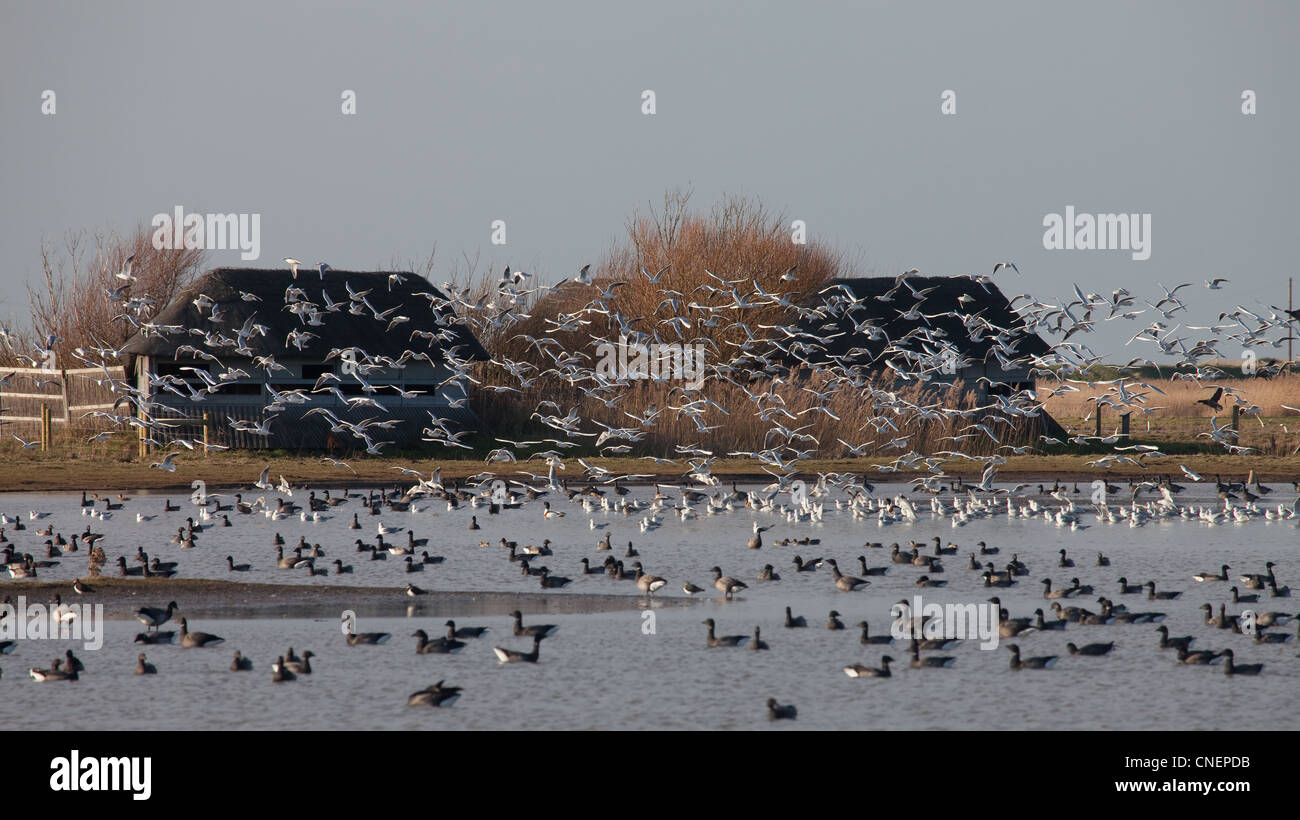 Birdwatching on the Norfolk coast Stock Photo - Alamy