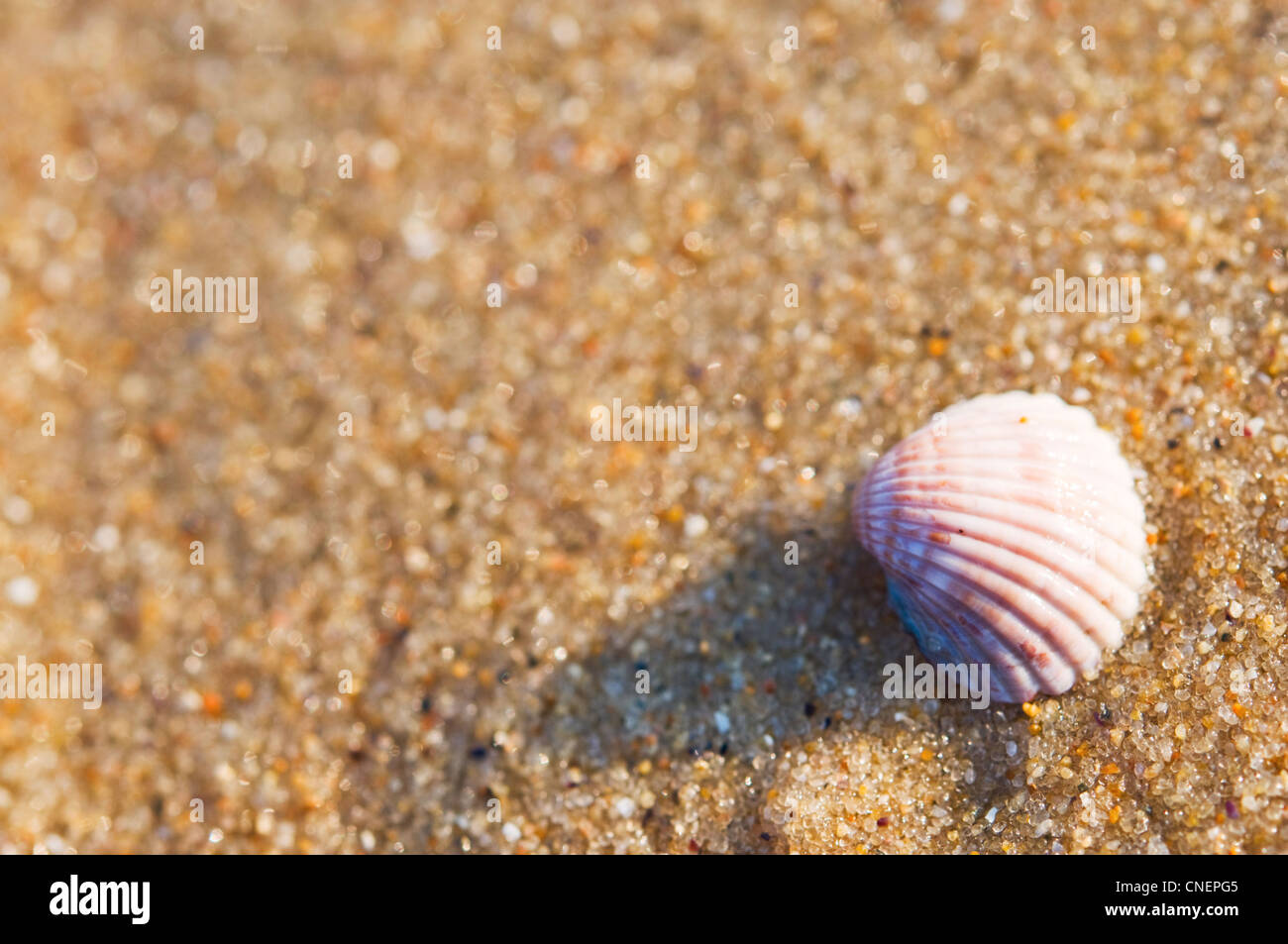 Shell depth hi-res stock photography and images - Alamy