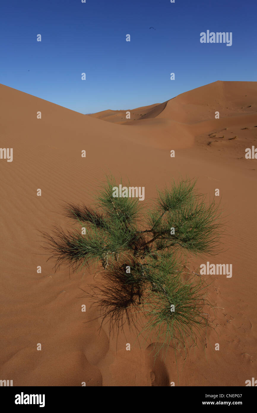 Vegetation found in the harsh climate and soil of the Sahara desert ...