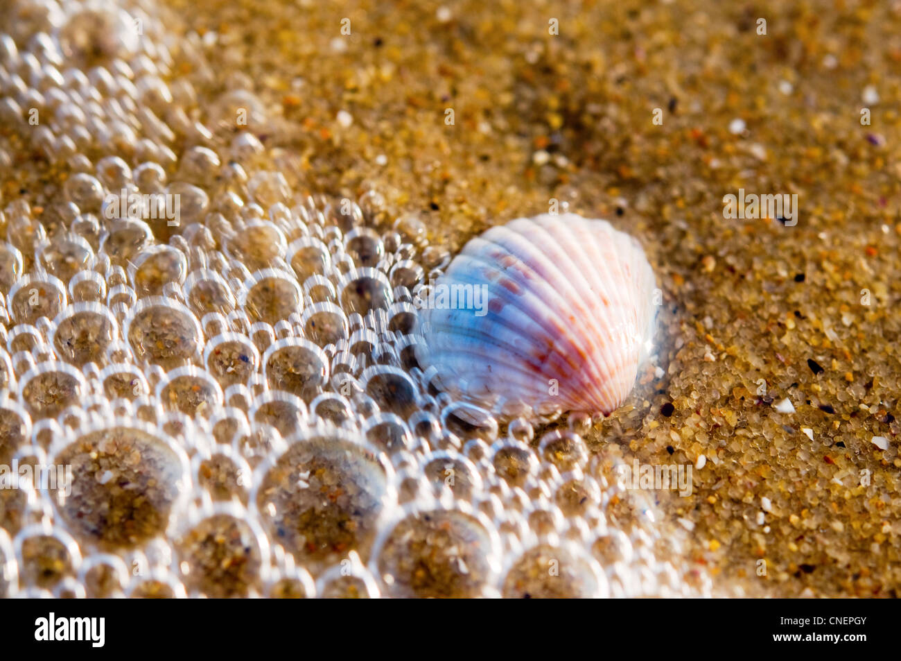 Shell covered beach hi-res stock photography and images - Alamy