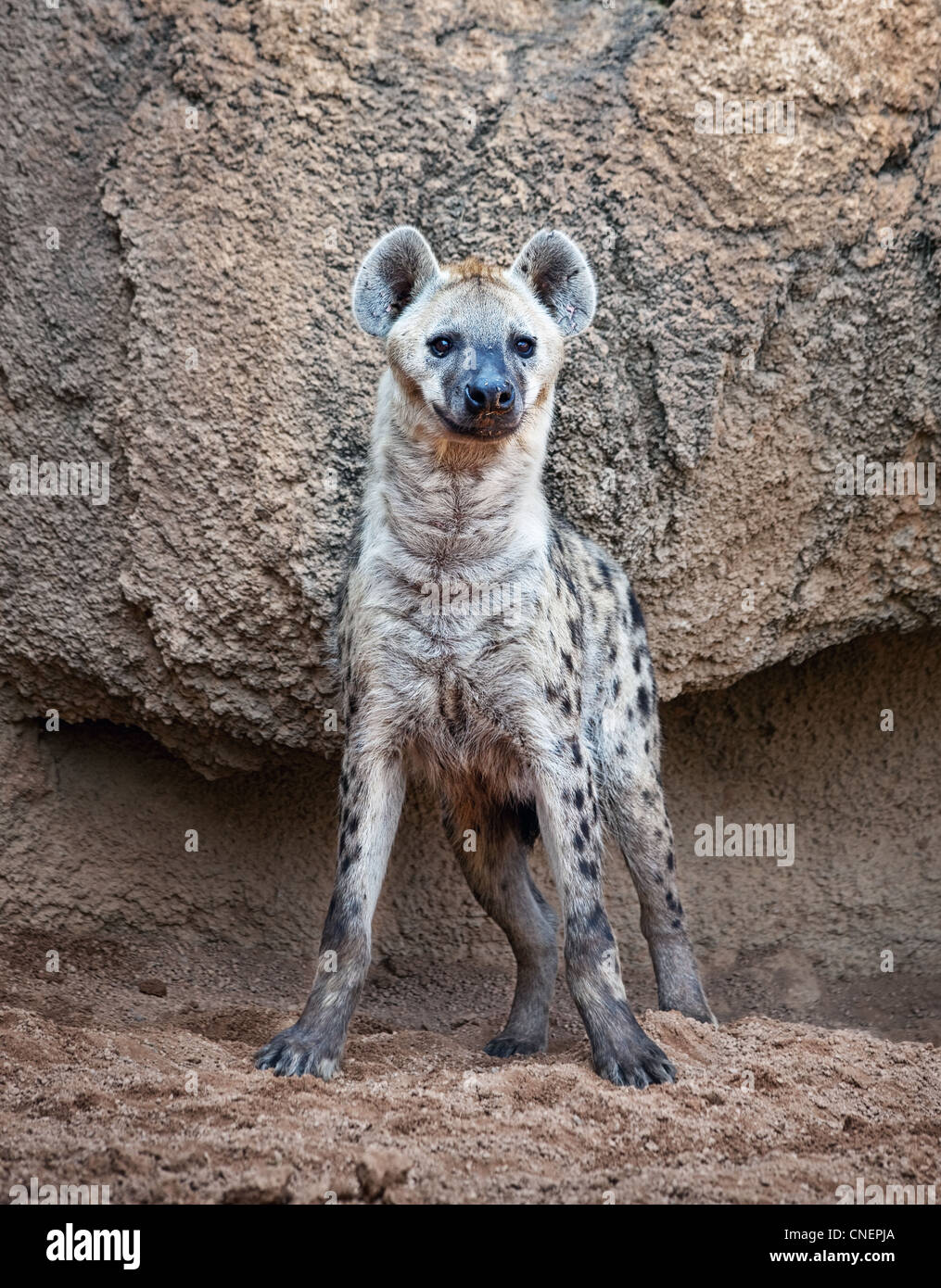 A spotted hyena, warily watching to camera Stock Photo - Alamy