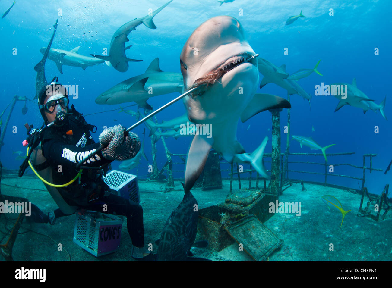 Shark feeder and Caribbean Reef Sharks Stock Photo - Alamy