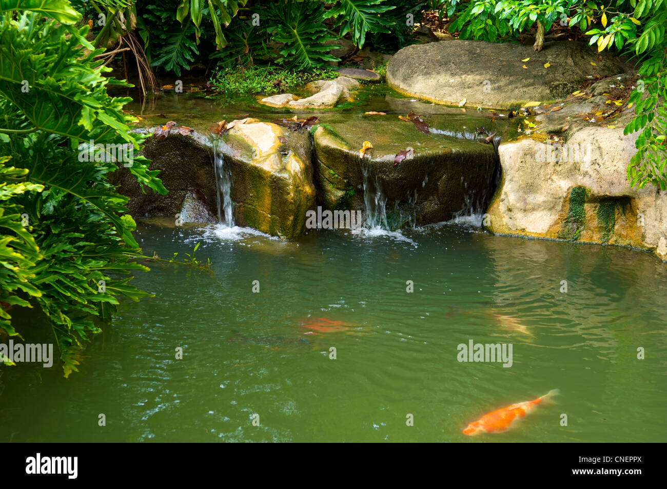 Botanic fish hi-res stock photography and images - Alamy