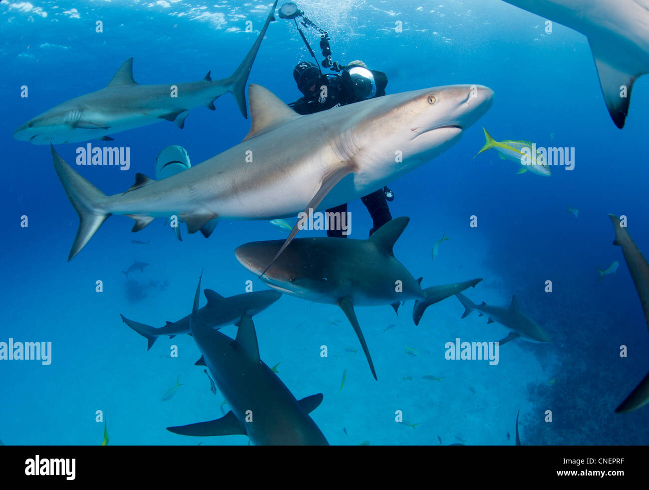 Underwater photographer with Reef sharks Stock Photo - Alamy