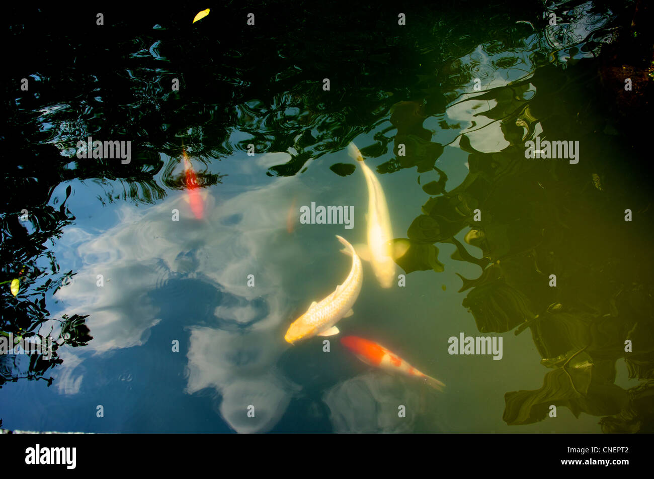 Fish in a pond in the Botanic Gardens in Singapore Stock Photo - Alamy