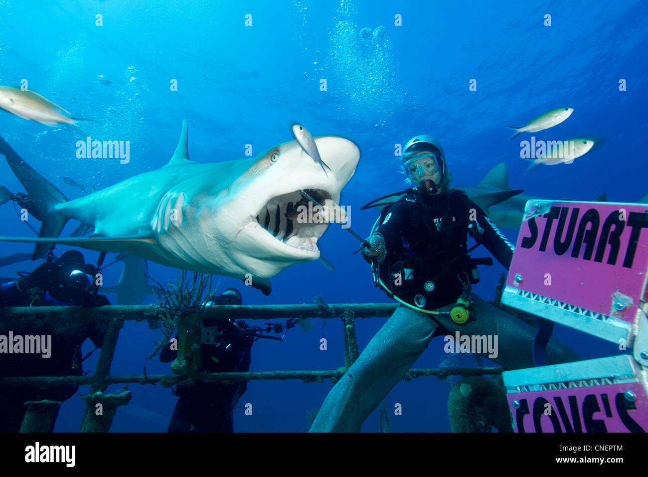 Shark feeder and Caribbean Reef Sharks Stock Photo - Alamy