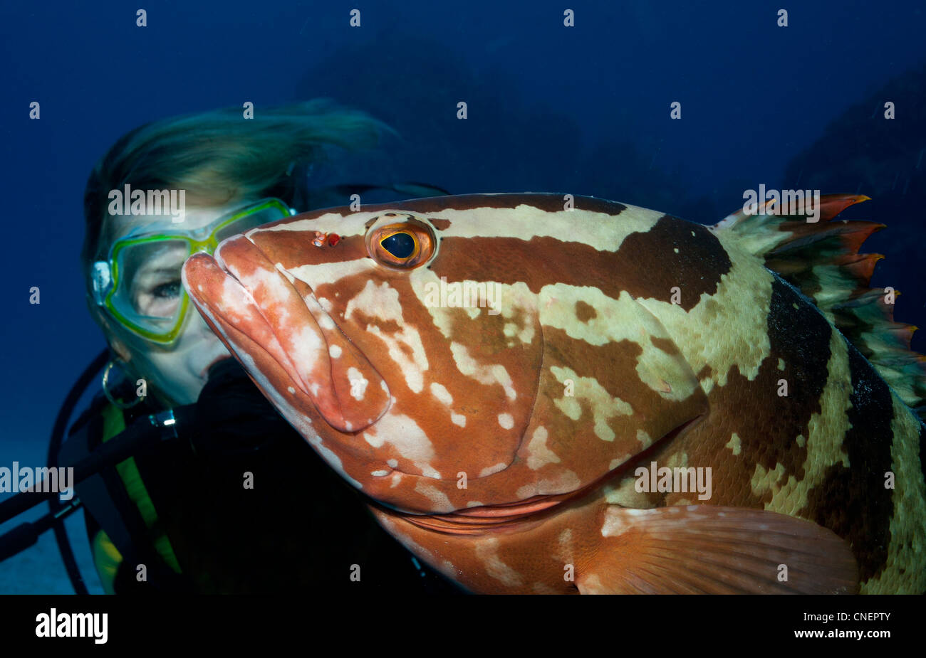 Close-up of scuba diver with grouper Stock Photo - Alamy