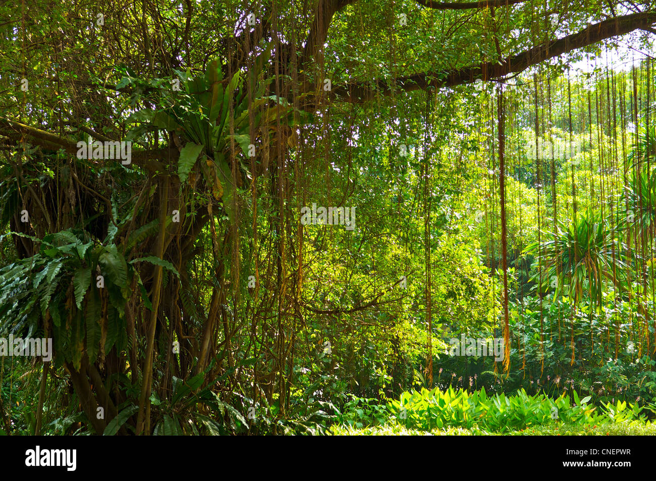 Hanging tree in the Botanic Gardens in Singapore Stock Photo - Alamy