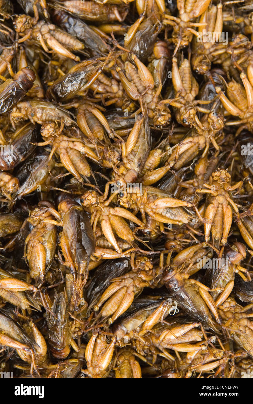 Fried locusts street market fast food snacks in Myanmar. A popular ...