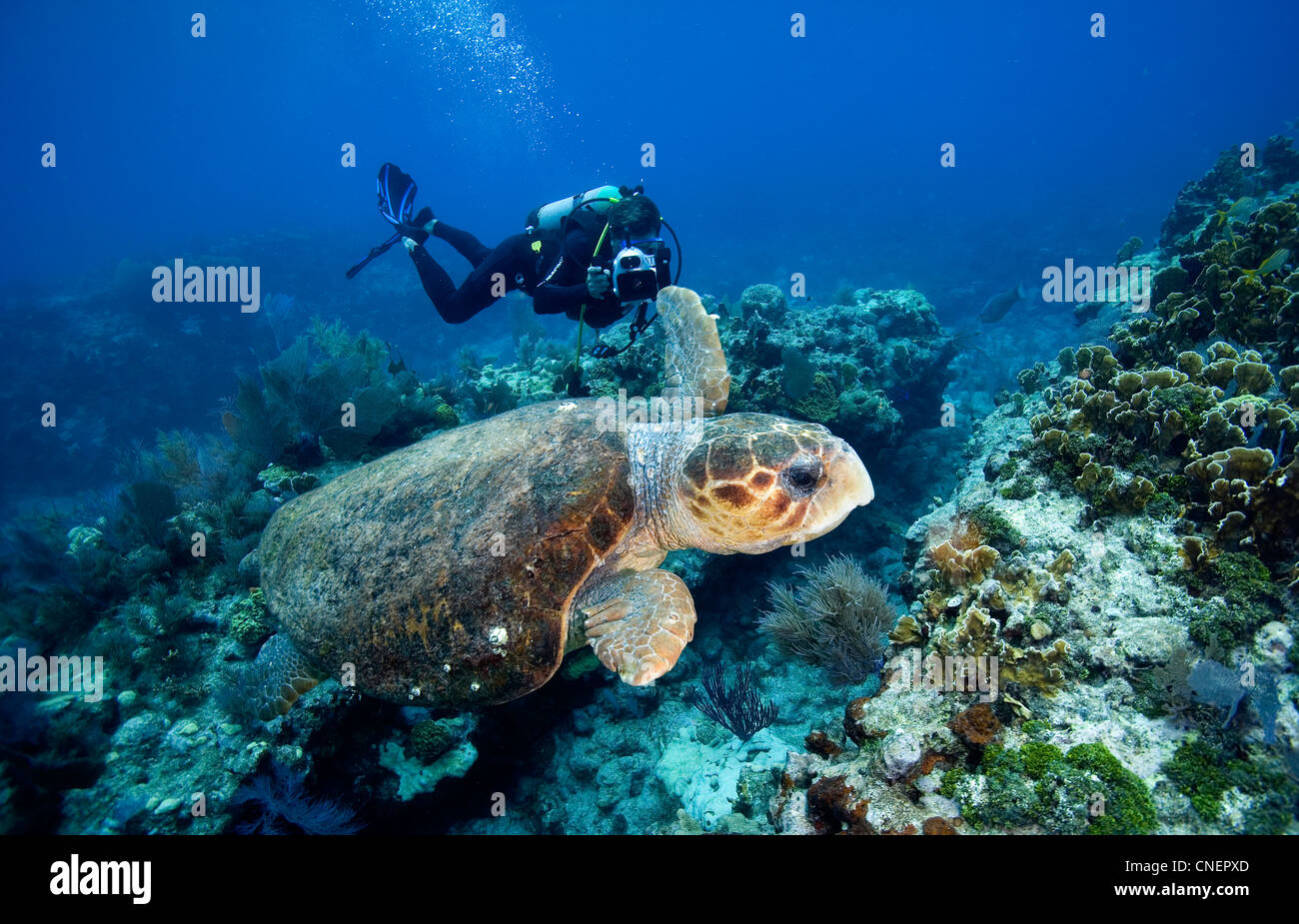 Male loggerhead sea turtle caretta hi-res stock photography and images ...