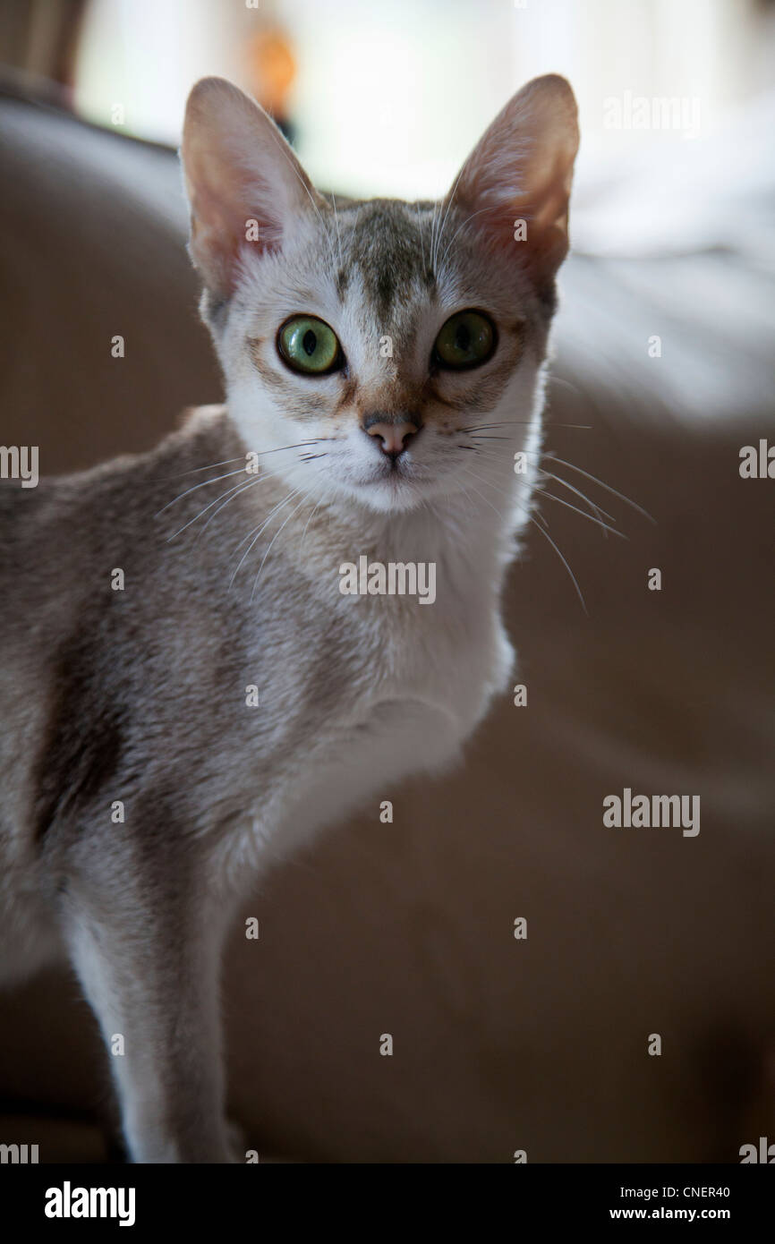 Singapura cat hi-res stock photography and images - Alamy