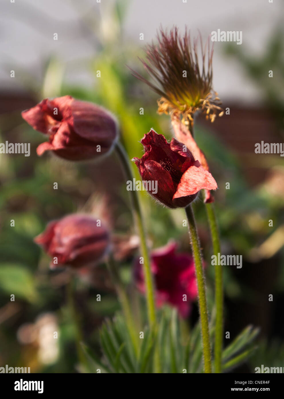 Red pulsatilla vulgaris Pasque flower Stock Photo - Alamy