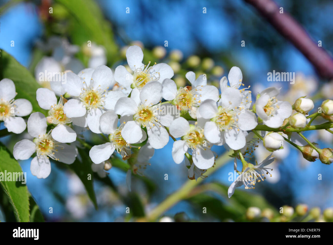 blossom bird cherry tree flowers macro Stock Photo - Alamy