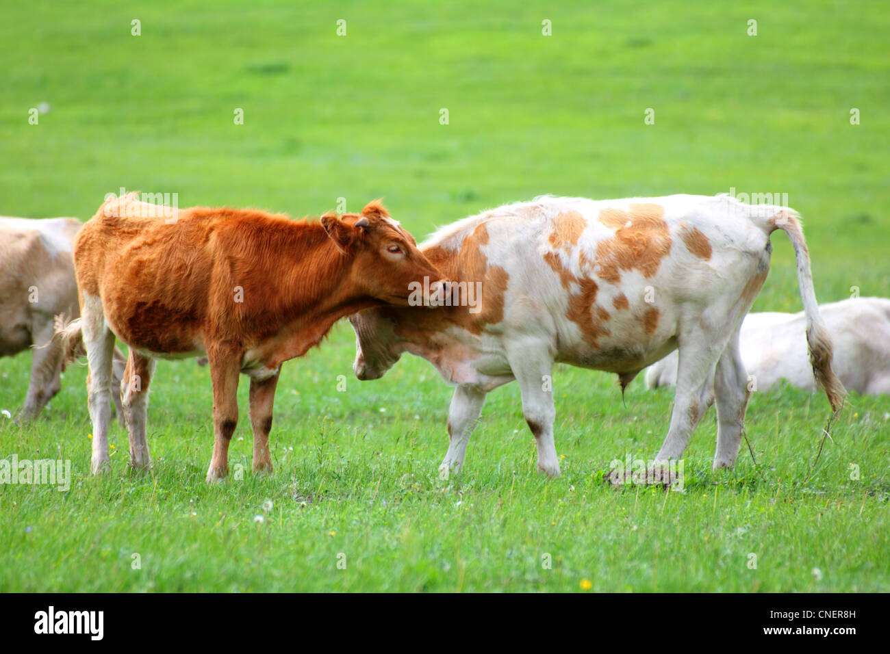 Red spotted bulls hi-res stock photography and images - Alamy