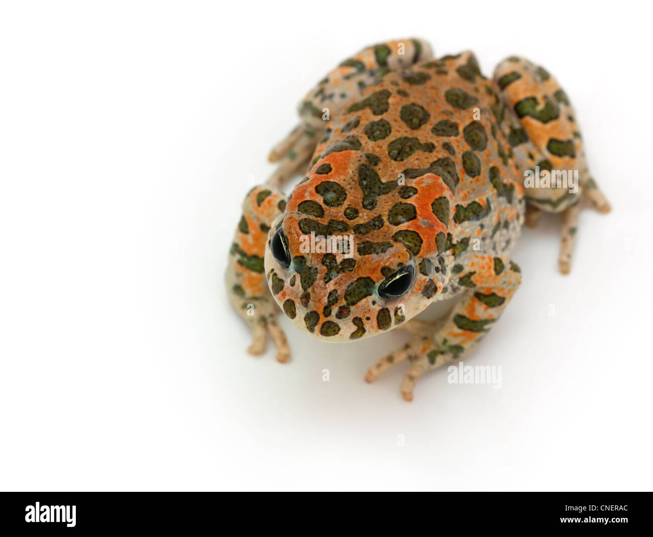 spotted toad sitting on white background Stock Photo - Alamy