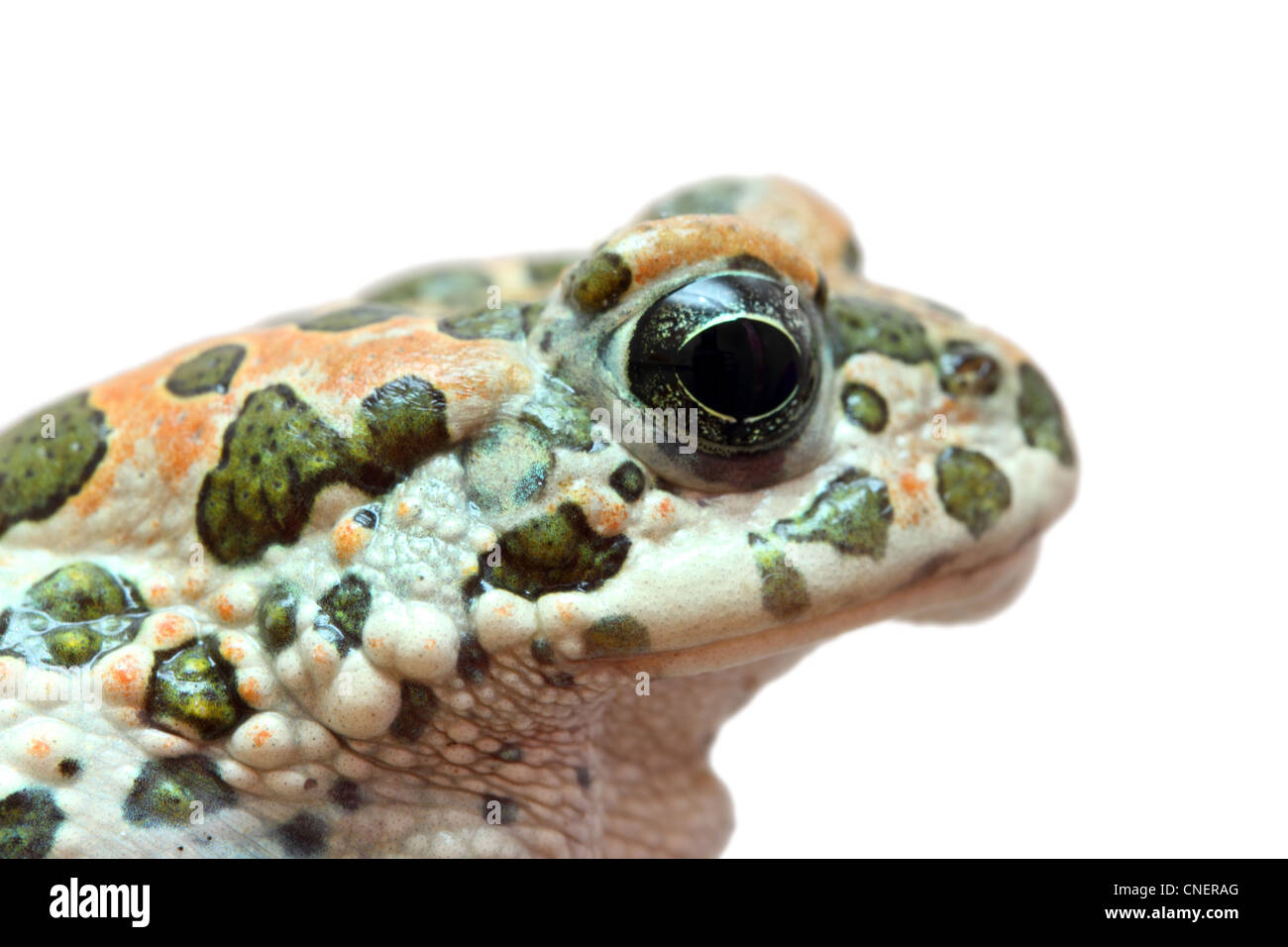 spotted toad macro portrait isolated on white Stock Photo - Alamy