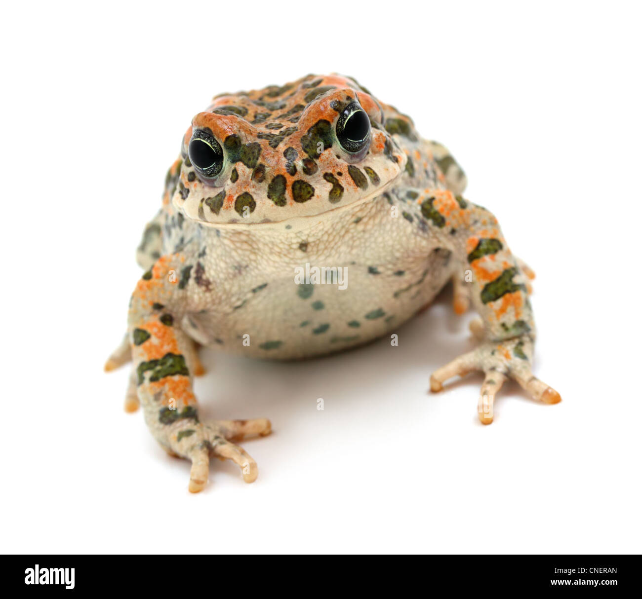 spotted toad sitting on white background Stock Photo - Alamy