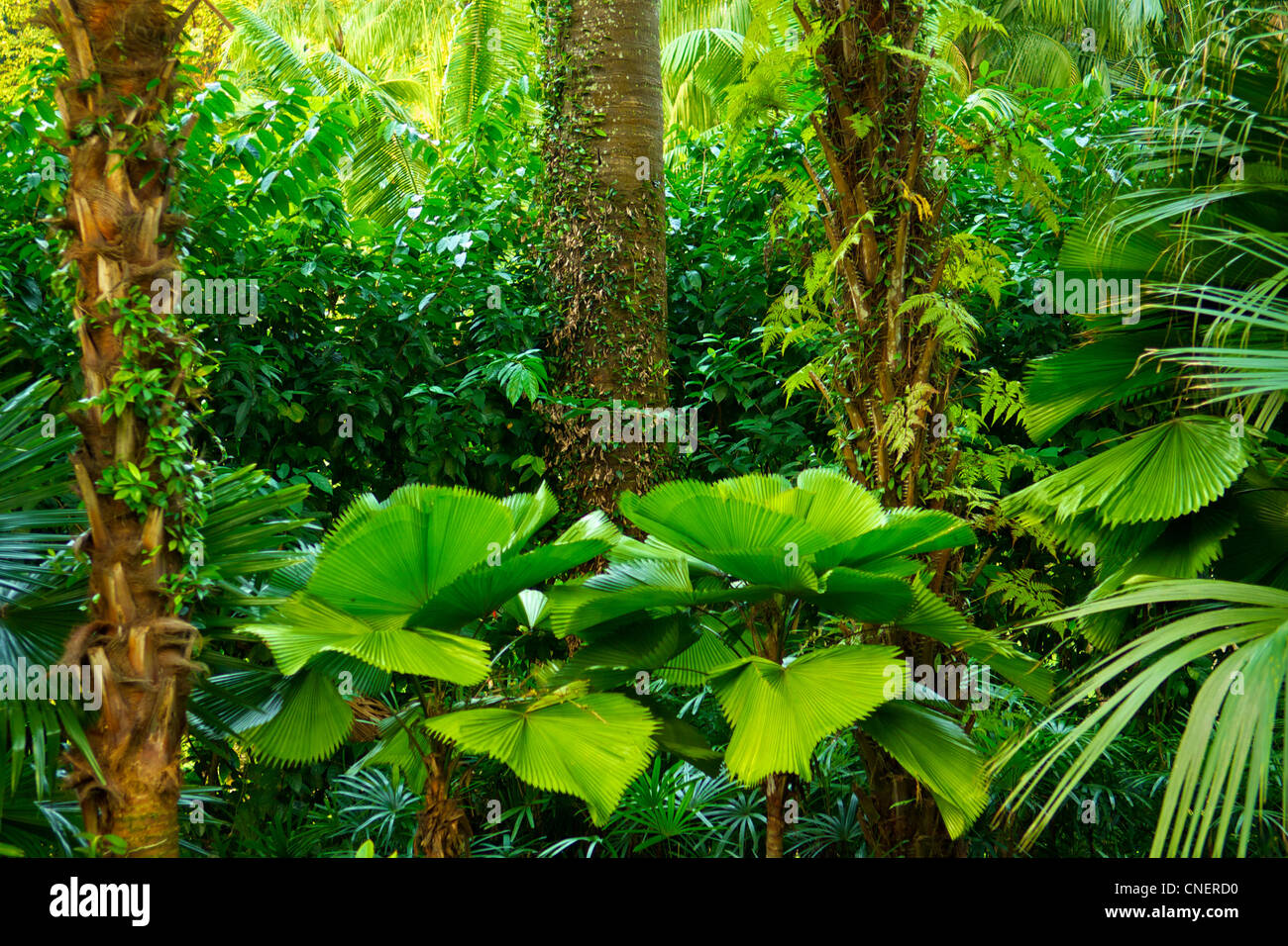 Forest scenery in the National Orchid Garden in the Botanic Gardens in ...