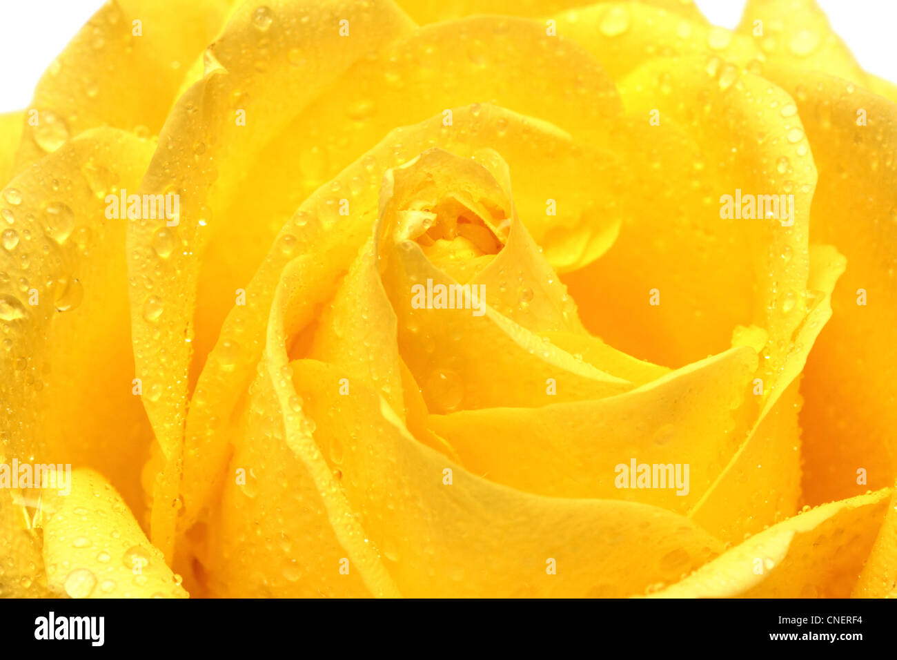 yellow rose with water drops close-up Stock Photo - Alamy