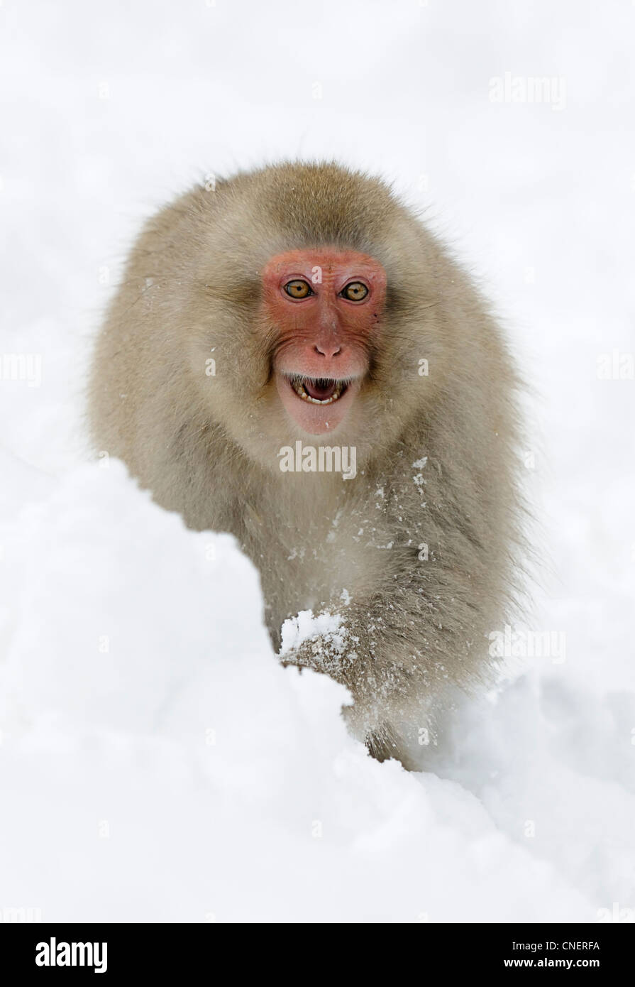 Aggresive snow monkey Stock Photo - Alamy