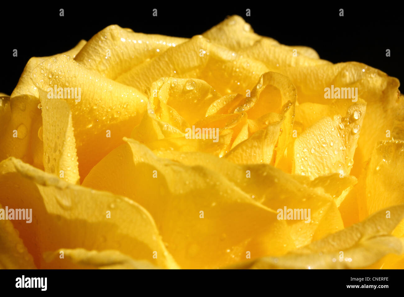 yellow rose with water drops macro Stock Photo - Alamy