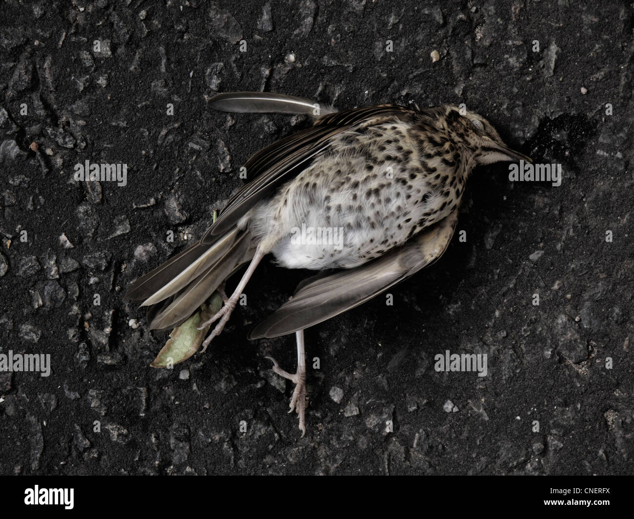 Dead song thrush on road Stock Photo - Alamy