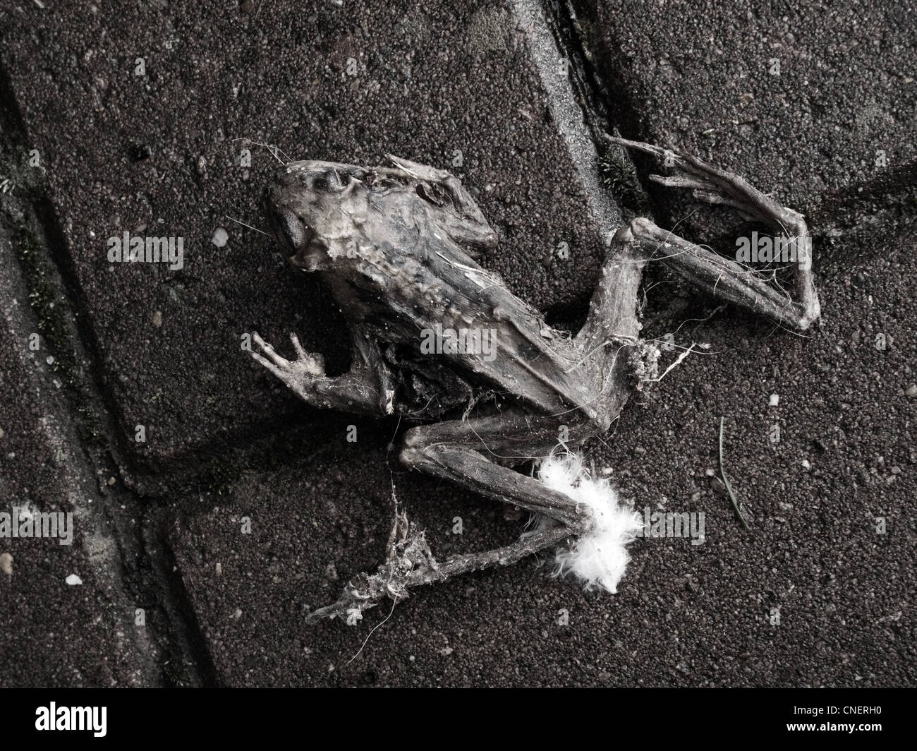 Dessicated dead frog Stock Photo - Alamy