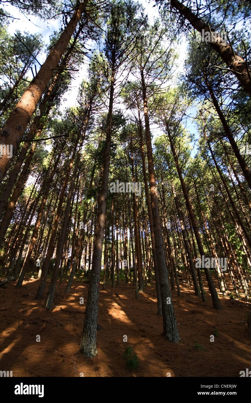 Conifer canopy hi-res stock photography and images - Alamy