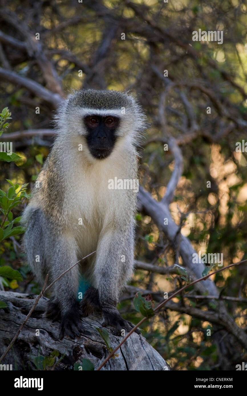 Male Vervet Monkey (Chlorocebus pygerythrus) in Loskop Nature Reserve ...