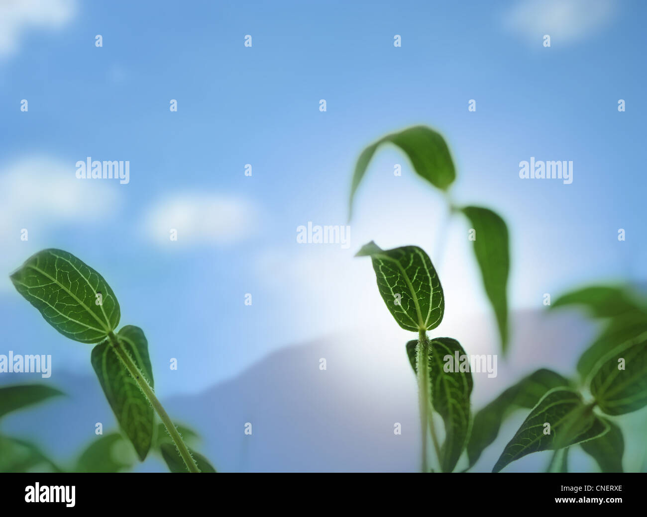 Bean sapling lit by sunlight with background sky Stock Photo - Alamy
