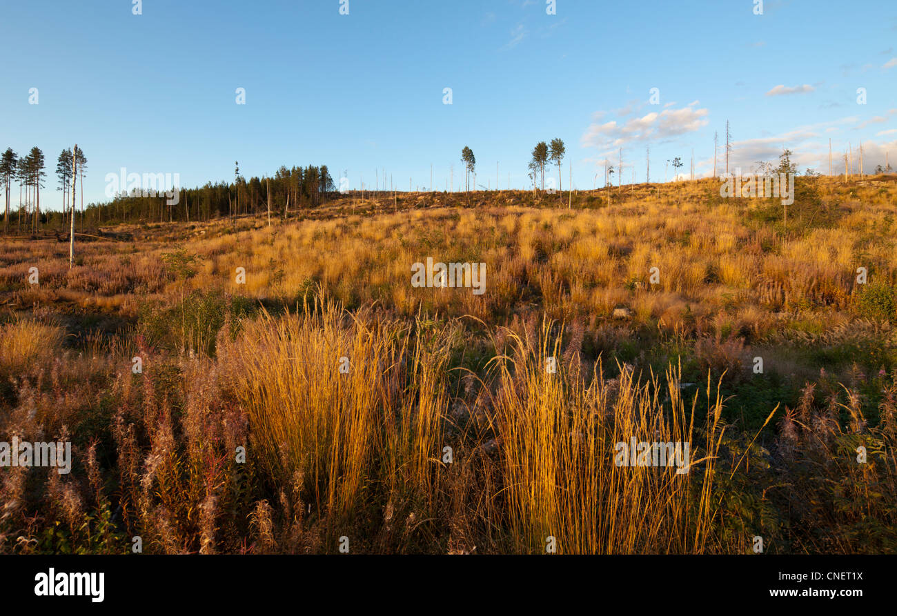 Clear cutting area growing grass two years after harvesting , Finland ...