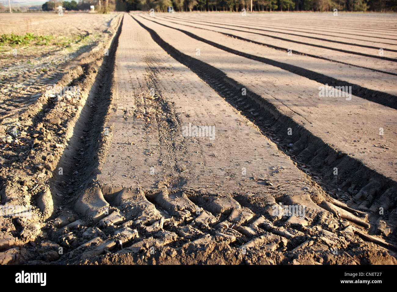 Sown hi-res stock photography and images - Alamy