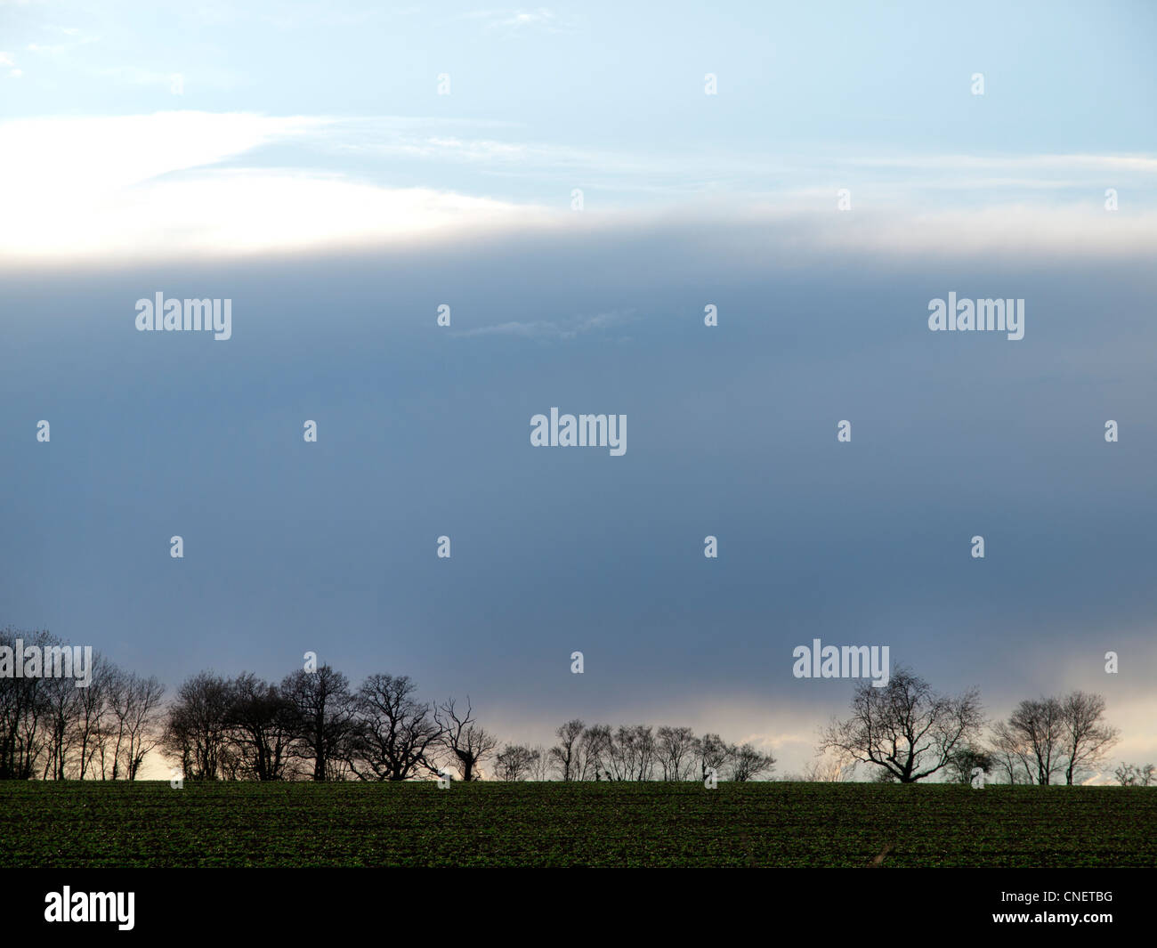 Upon the horizon a row of trees Stock Photo - Alamy