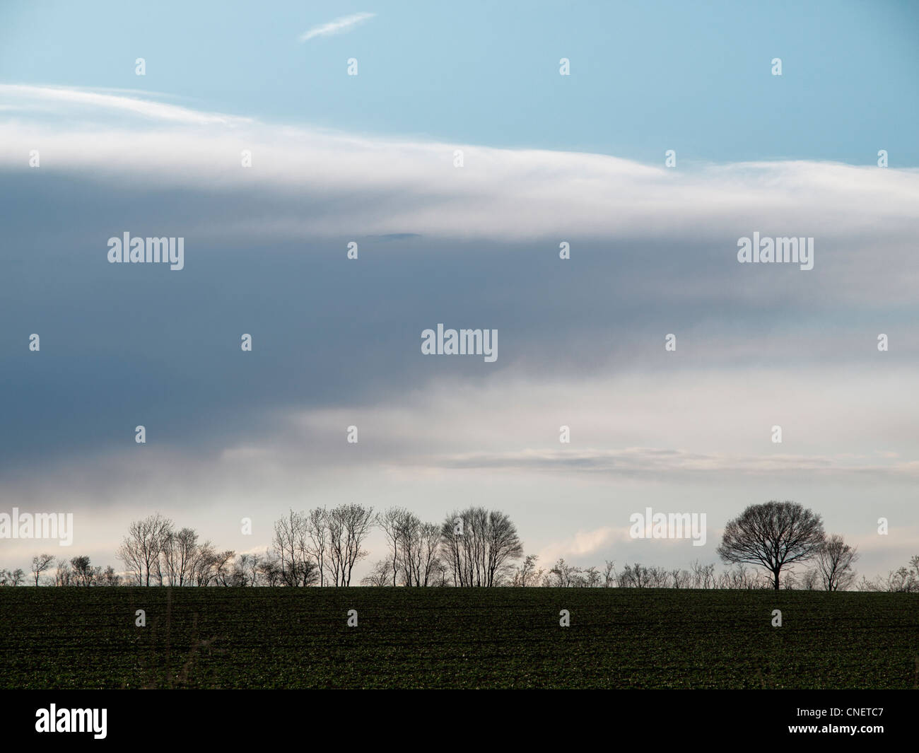 A line of trees below a large Suffolk sky Stock Photo - Alamy