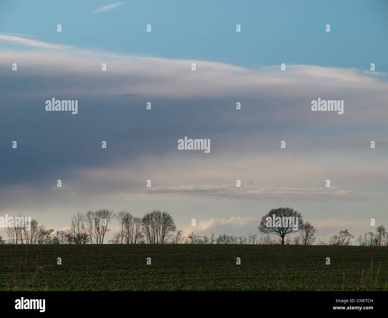 A line of trees beneath a vast Suffolk sky Stock Photo - Alamy