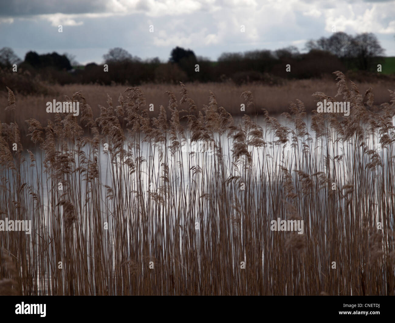 Fen land in Suffolk Stock Photo - Alamy