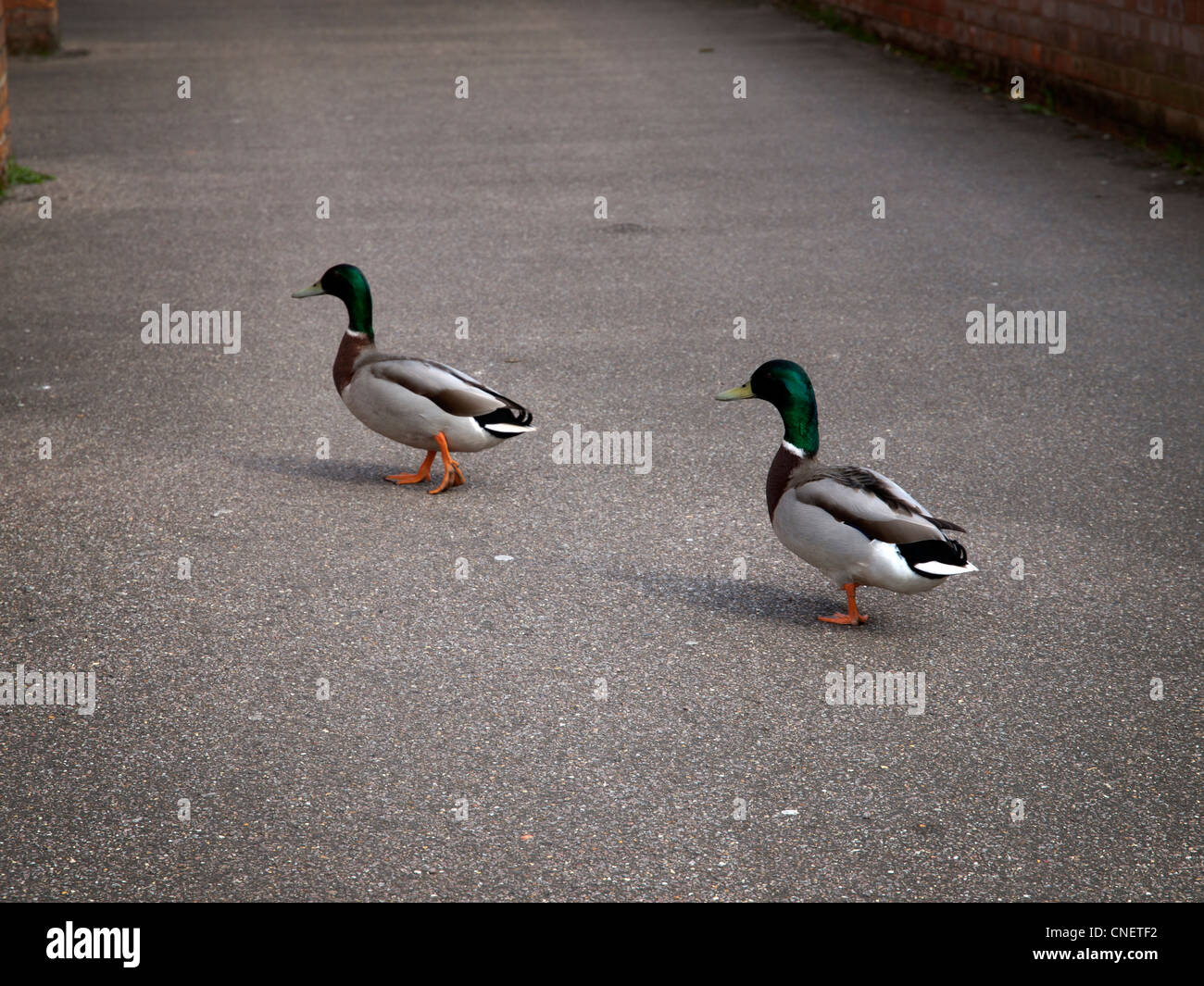 Mallard cross duck hi-res stock photography and images - Alamy