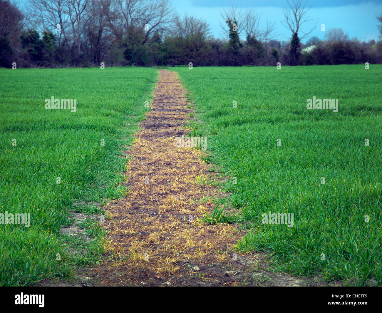 A path through a field of wheat in Suffolk Stock Photo - Alamy