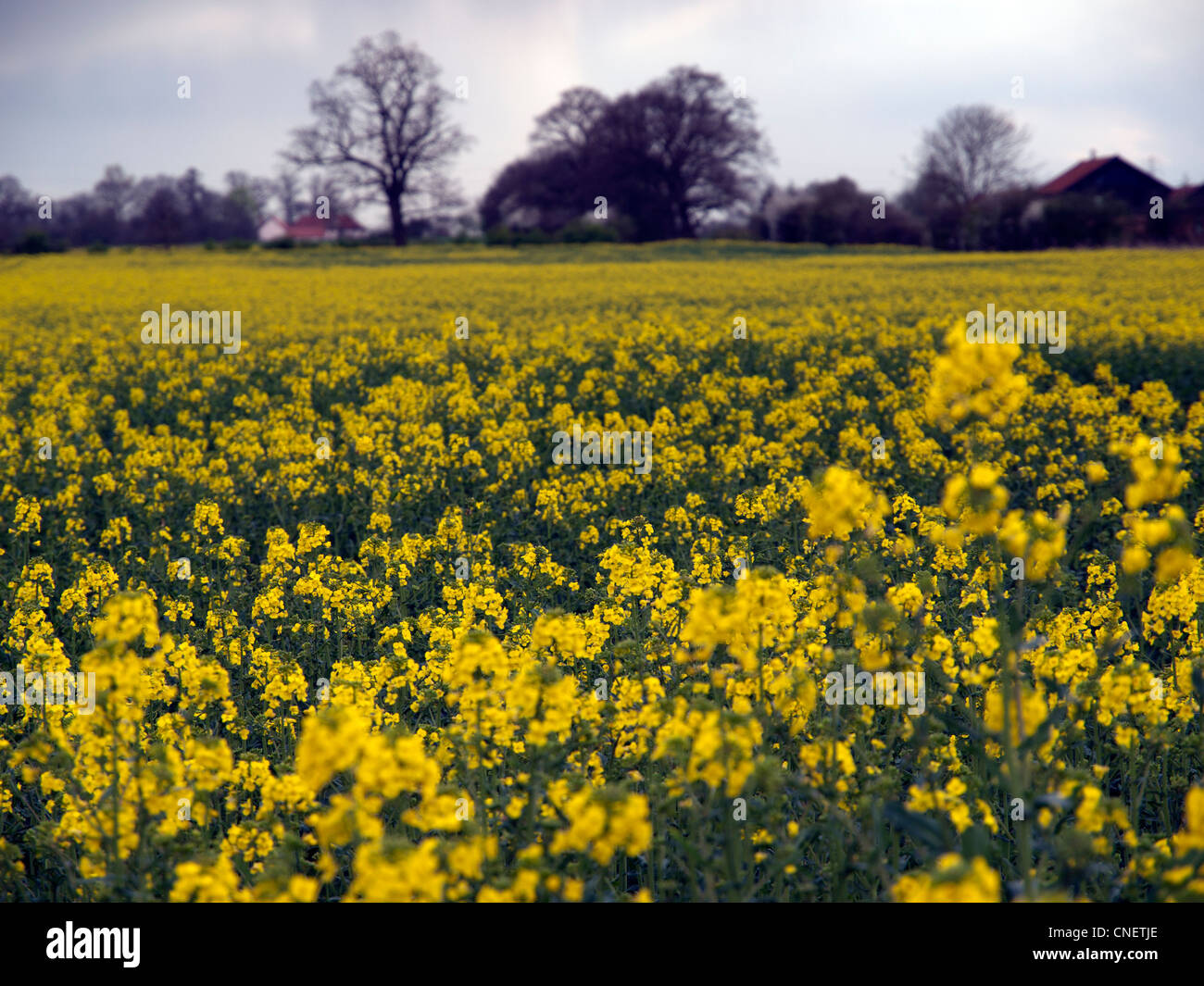 A field of yellow rapeseed Stock Photo - Alamy