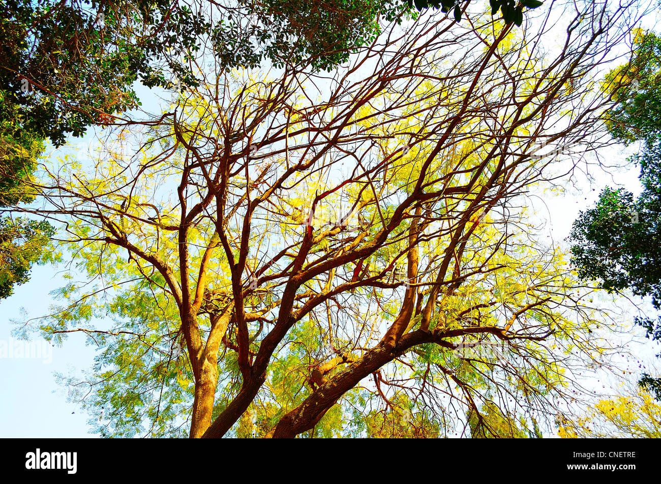 the desire to get more sun Stock Photo - Alamy