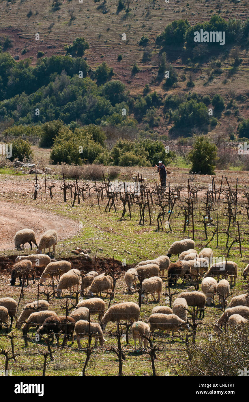Sheep grazing amongst the grape vines, Nemea, Korinthia, Peloponnese ...