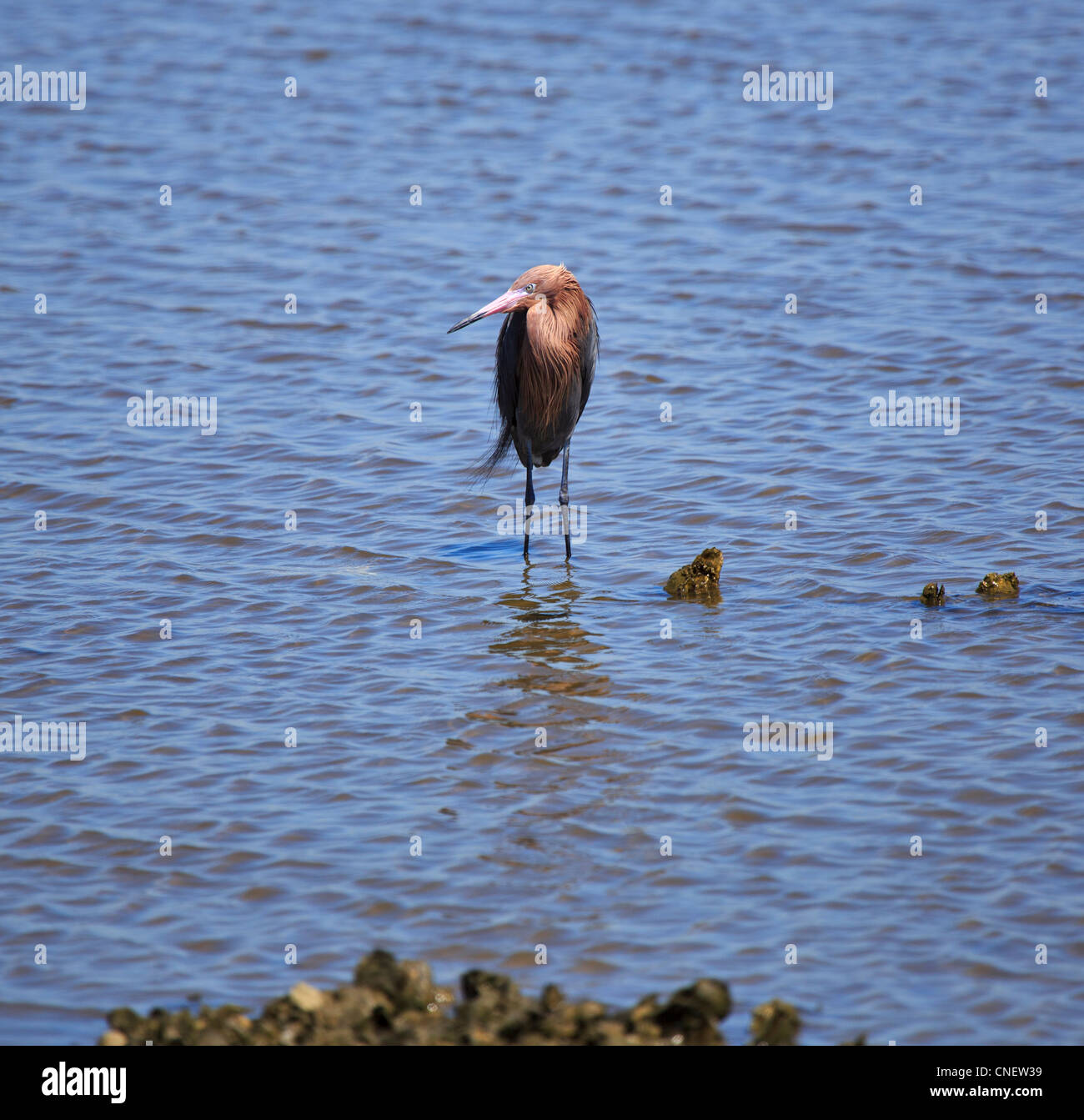 Reddish Egret, Egretta rufescens. Reddish Egret in breeding plumage ...